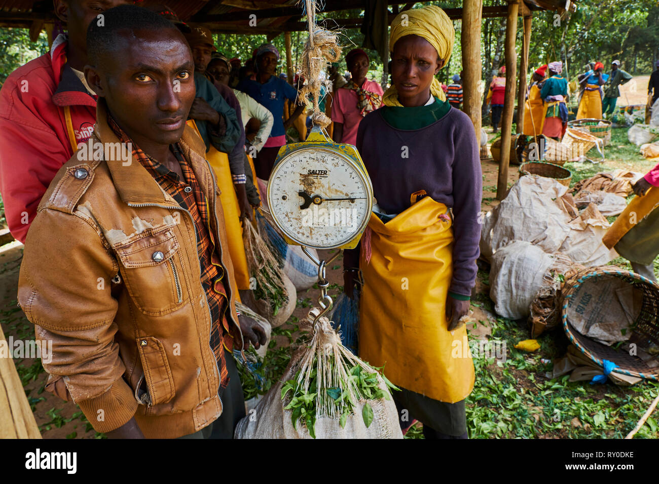 Kenya, Kericho county, Kericho, tea collect and weighing Stock Photo ...