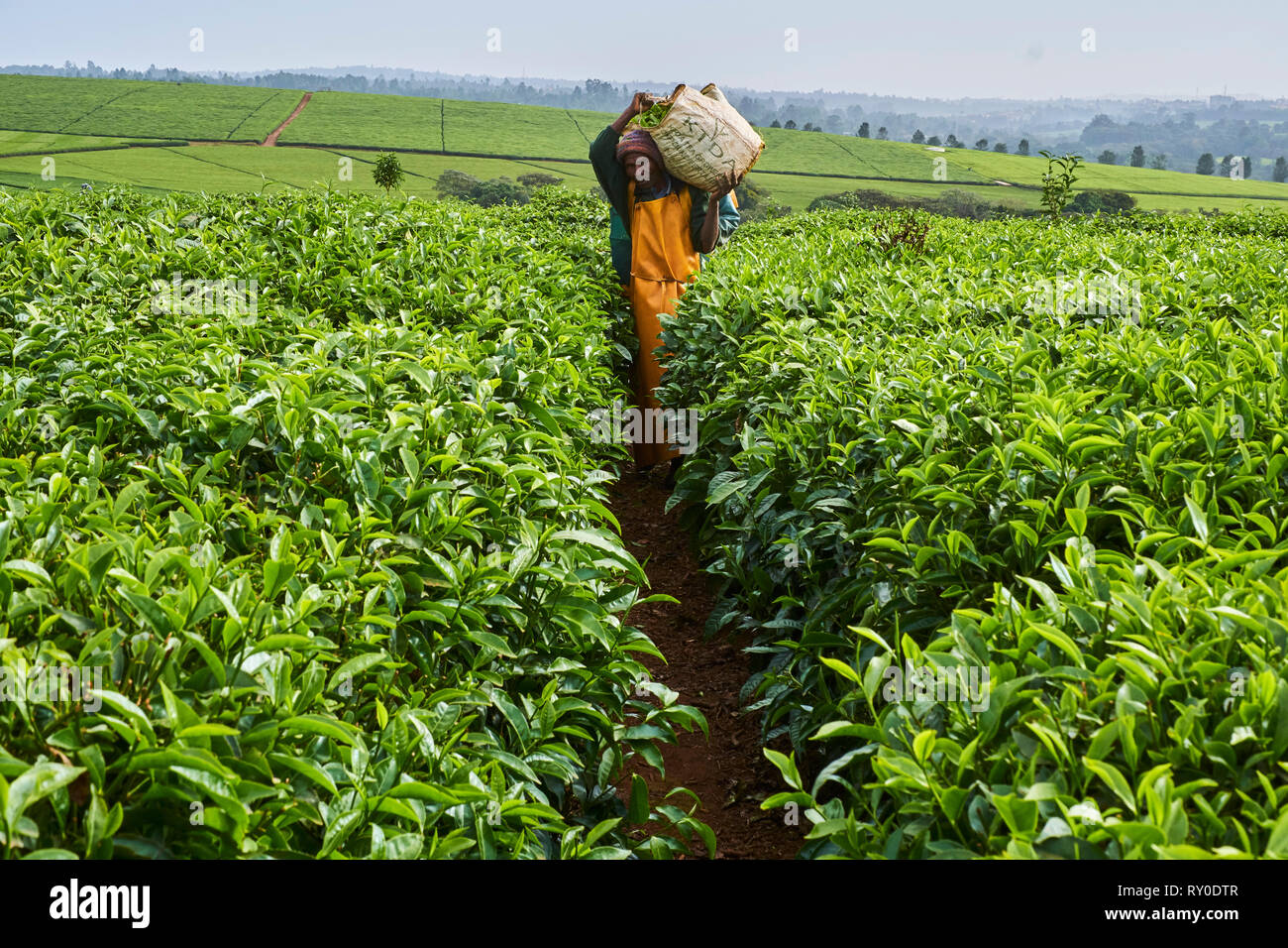 Kenya, Kericho county, Kericho, tea picker picking tea leaves Stock ...