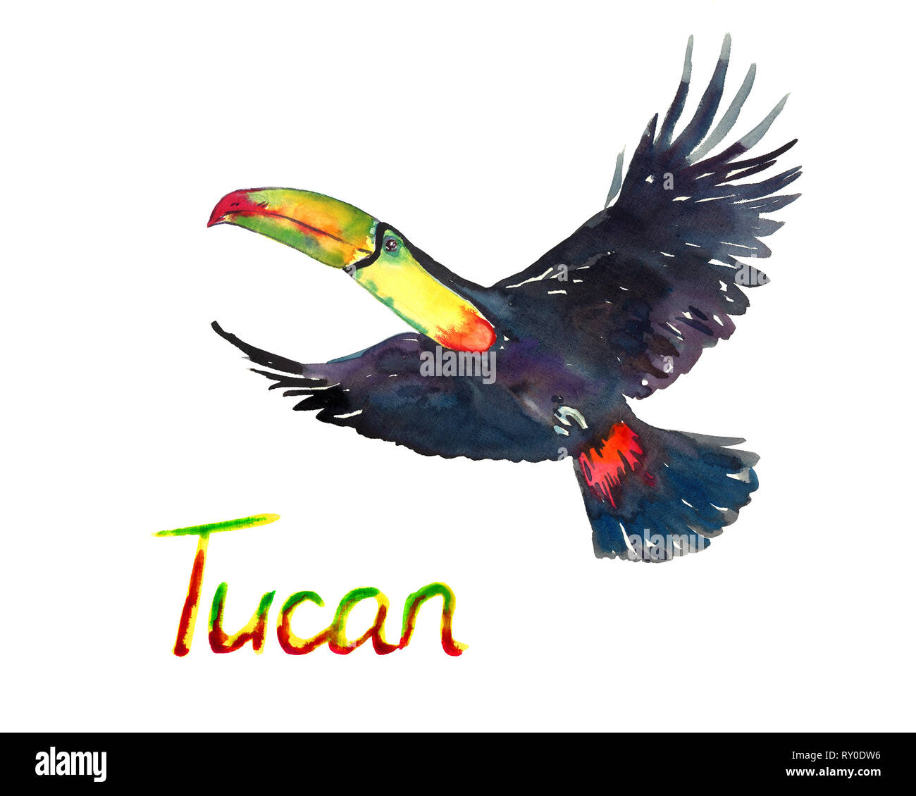 Colorful Tucan flying, isolated hand painted watercolor illustration ...