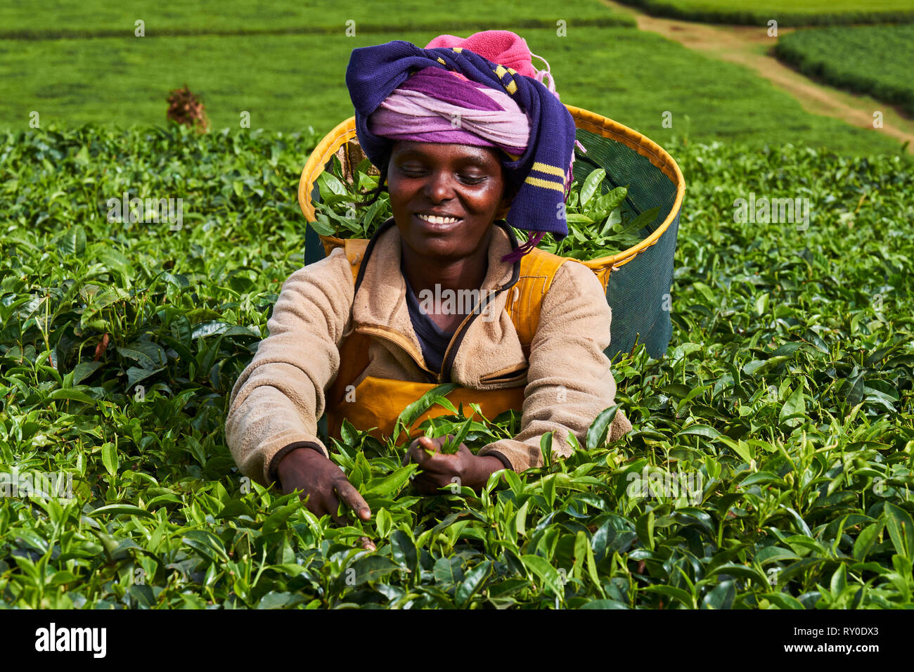 Kenya, Kericho county, Kericho, tea picker picking tea leaves Stock ...