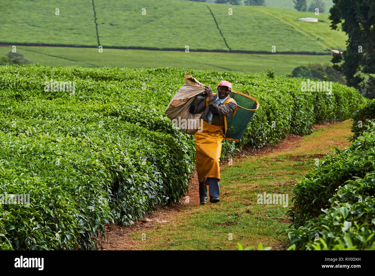 Kenya, Kericho county, Kericho, tea picker picking tea leaves Stock ...
