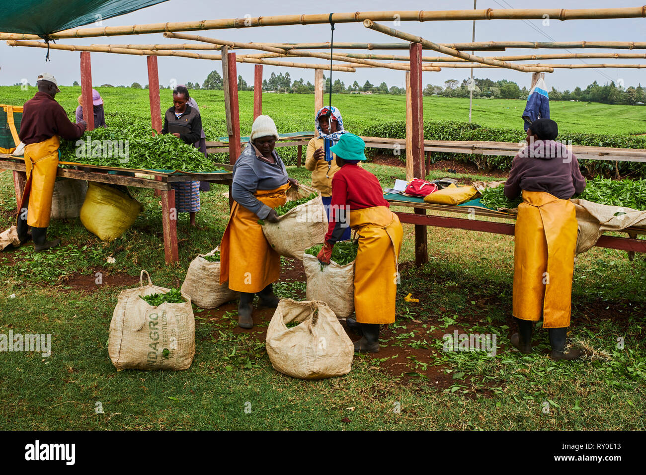 Kericho plantation hi-res stock photography and images - Alamy