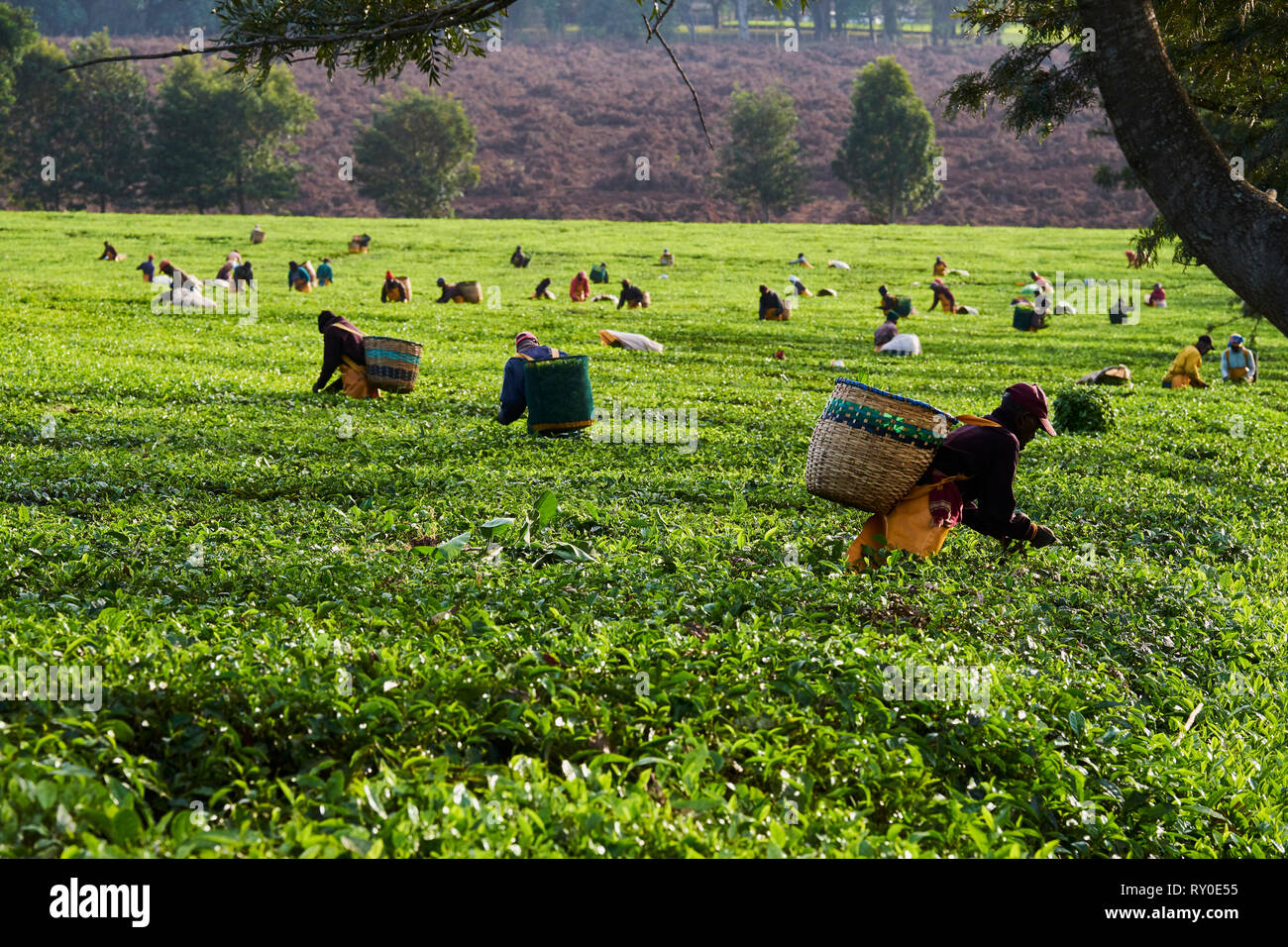 Kenya, Kericho county, Kericho, tea picker picking tea leaves Stock ...