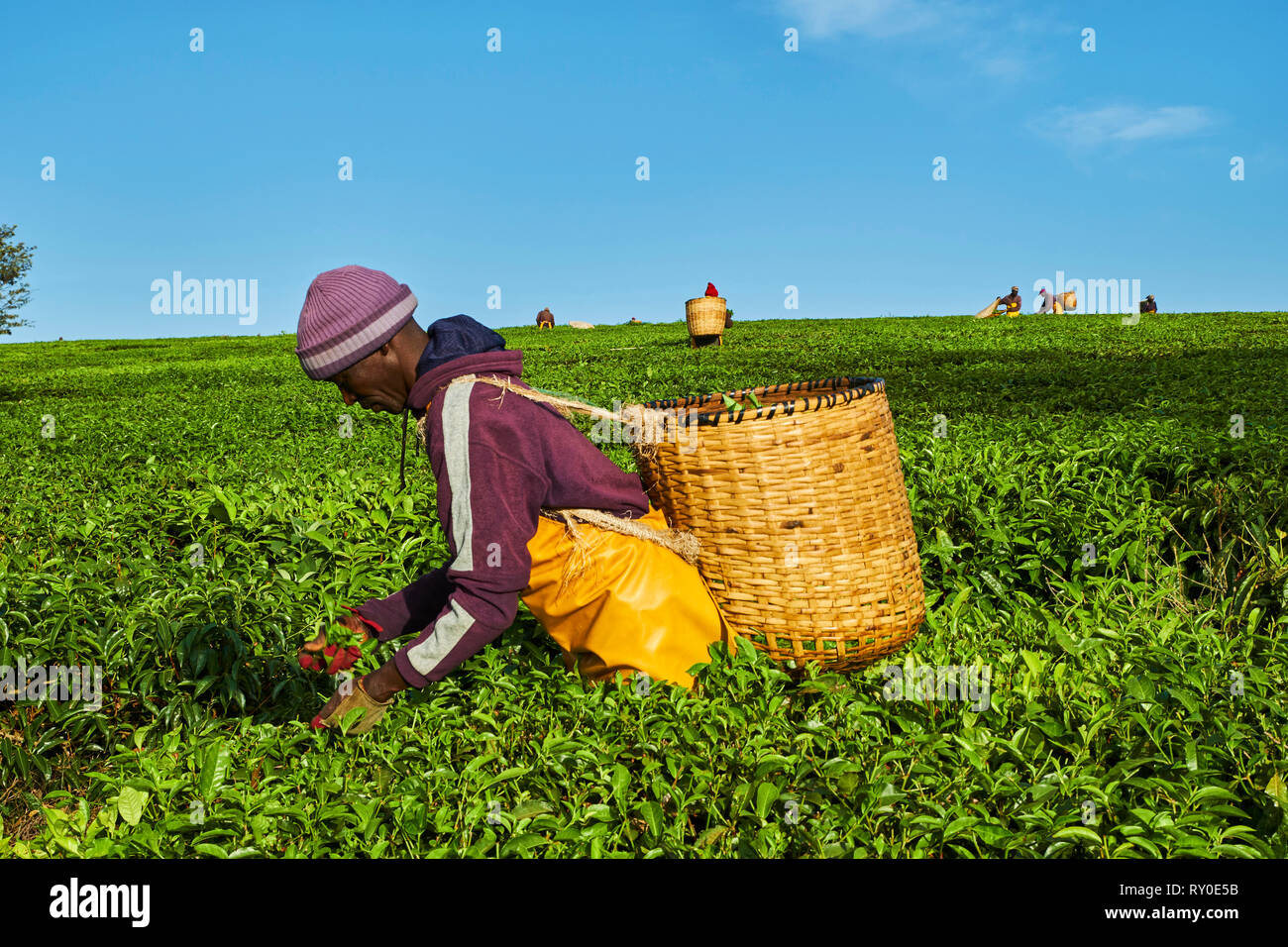 Kenya, Kericho county, Kericho, tea picker picking tea leaves Stock ...