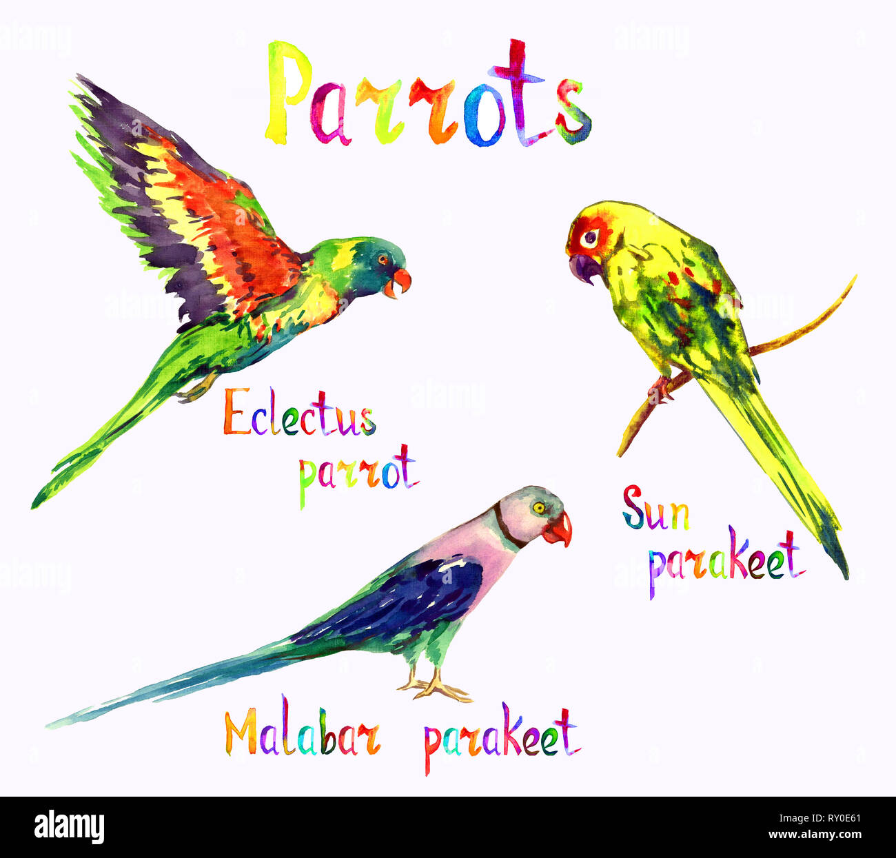 Blue winged parakeet psittacula columboides Cut Out Stock Images ...