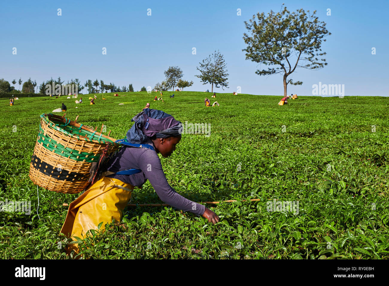 Kenya, Kericho county, Kericho, tea picker picking tea leaves Stock ...