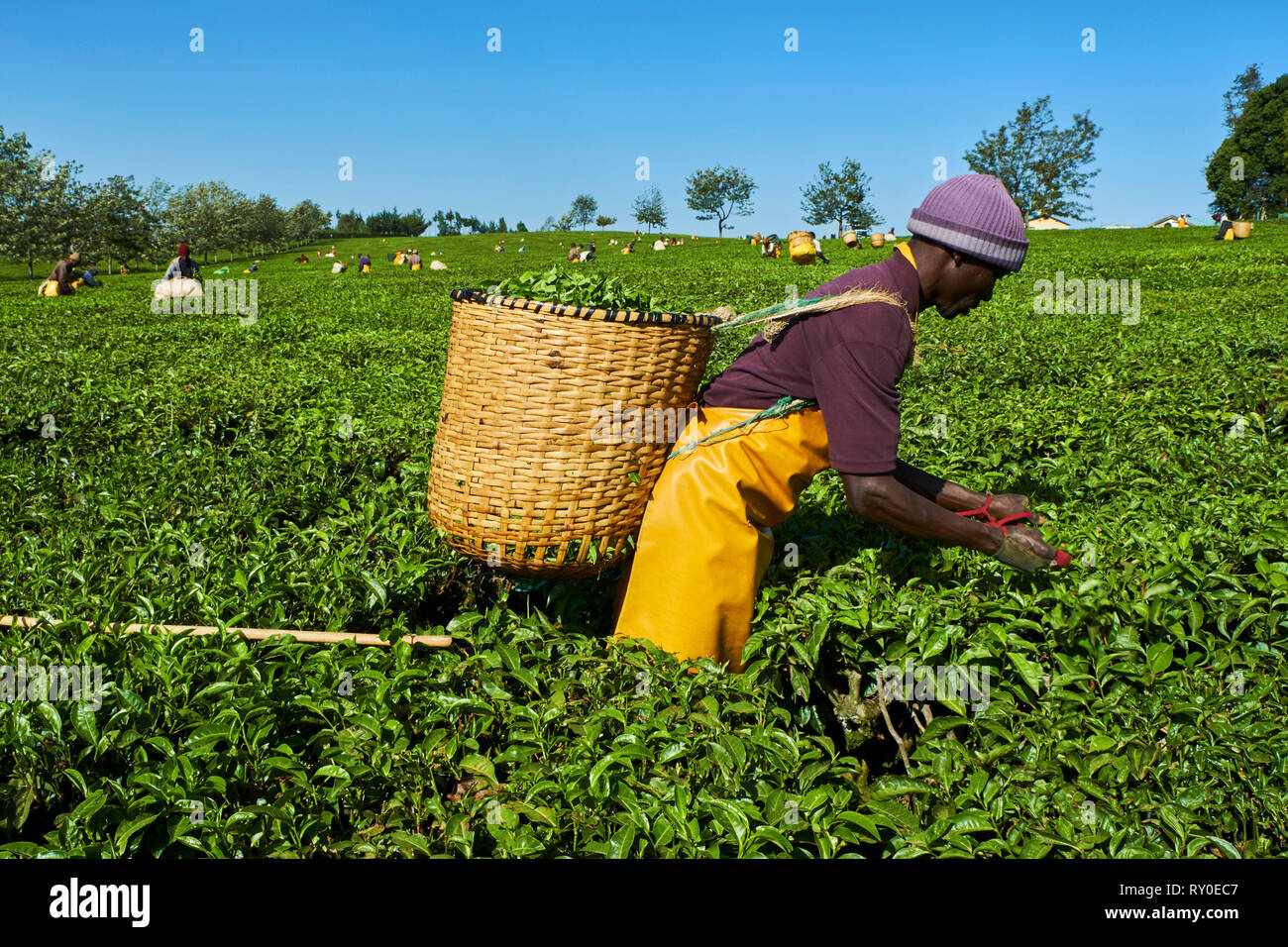 Kenya, Kericho county, Kericho, tea picker picking tea leaves Stock ...