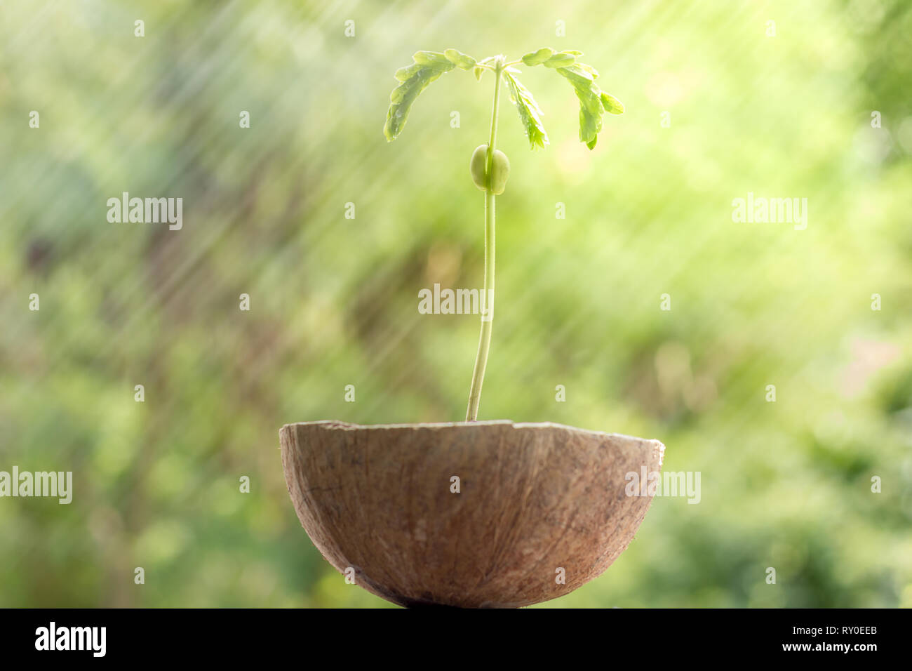 Young baby tamarind tree in the rain and morning lighting Stock Photo ...