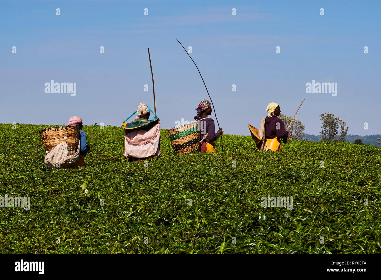 Kenya, Kericho county, Kericho, tea picker picking tea leaves Stock ...