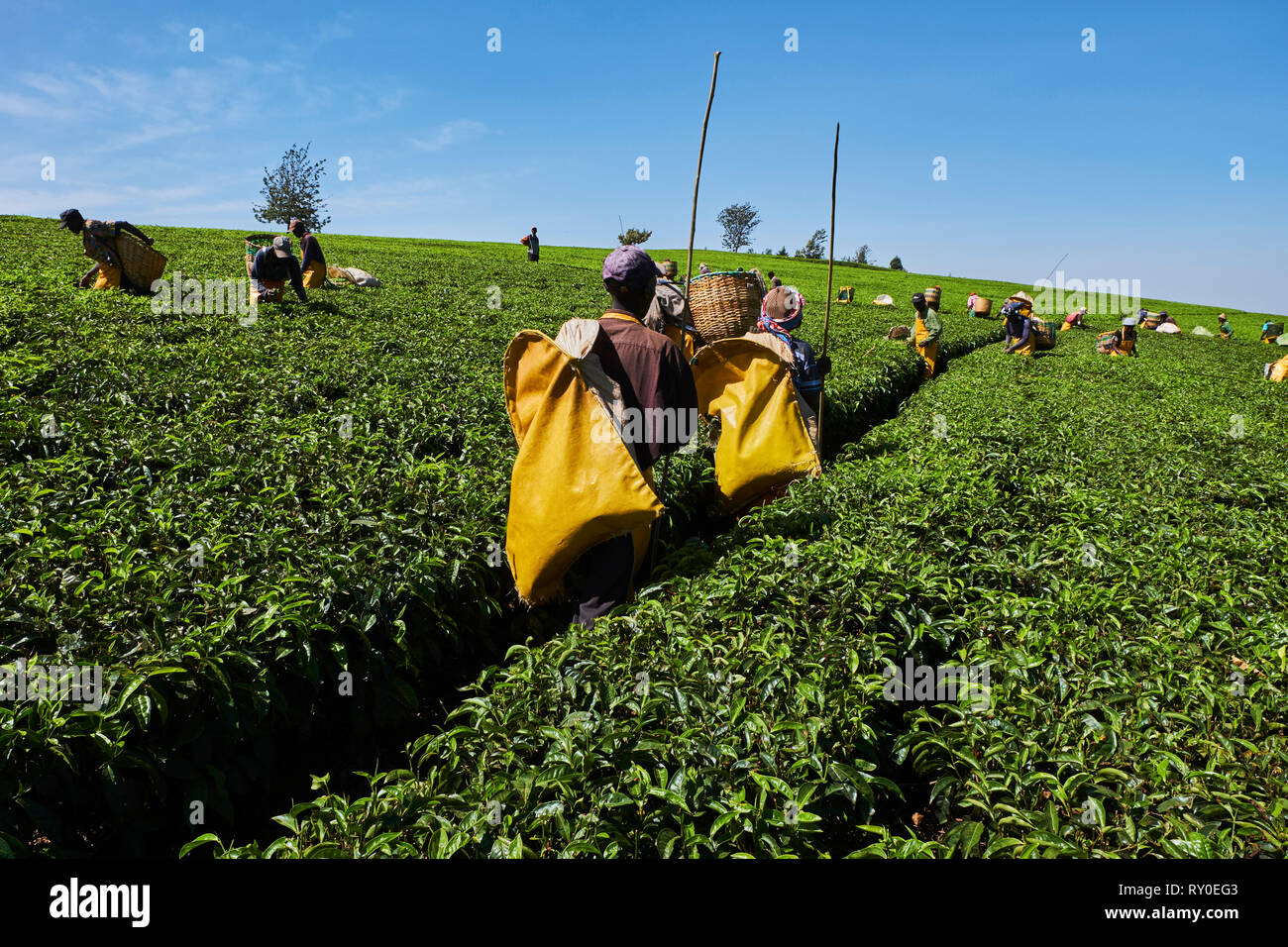 Kenya, Kericho county, Kericho, tea picker picking tea leaves Stock ...