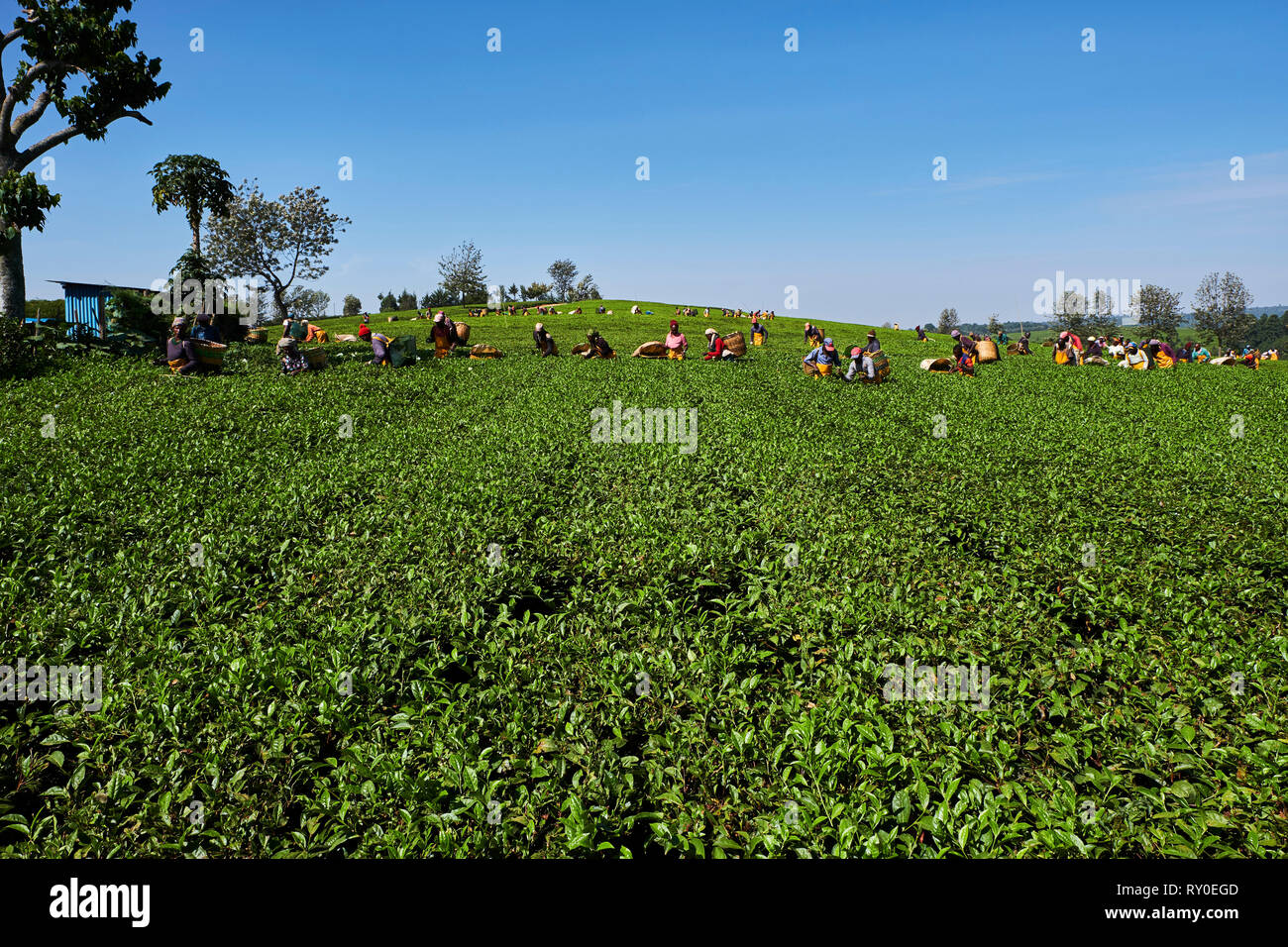 Kenya, Kericho county, Kericho, tea picker picking tea leaves Stock ...