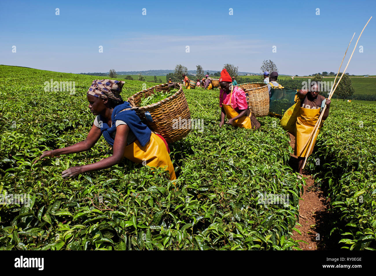 Kenya, Kericho county, Kericho, tea picker picking tea leaves Stock ...