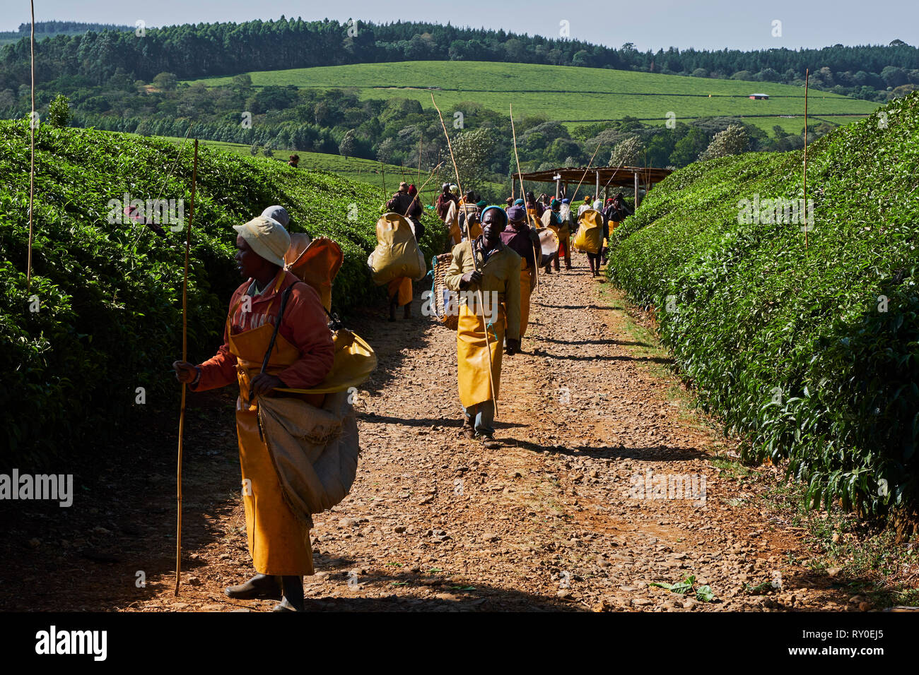 Kericho tea picker hi-res stock photography and images - Alamy