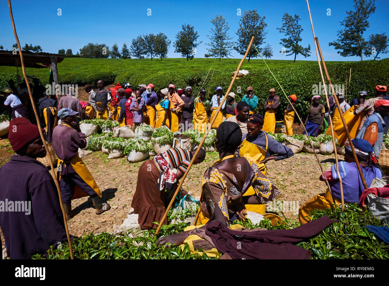 Kenya, Kericho county, Kericho, tea collect and weighing Stock Photo ...
