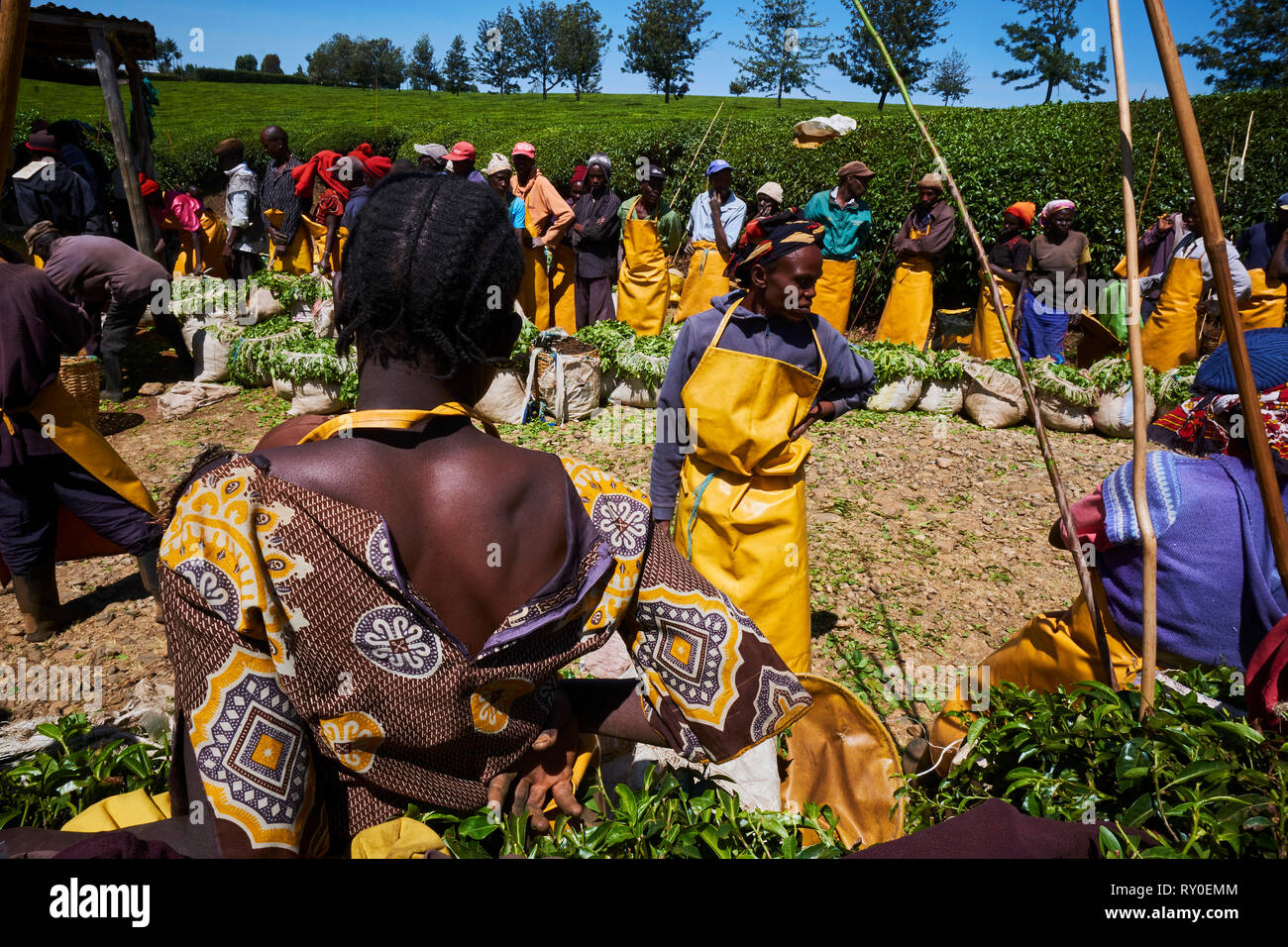 Kericho Plantation High Resolution Stock Photography and Images - Alamy