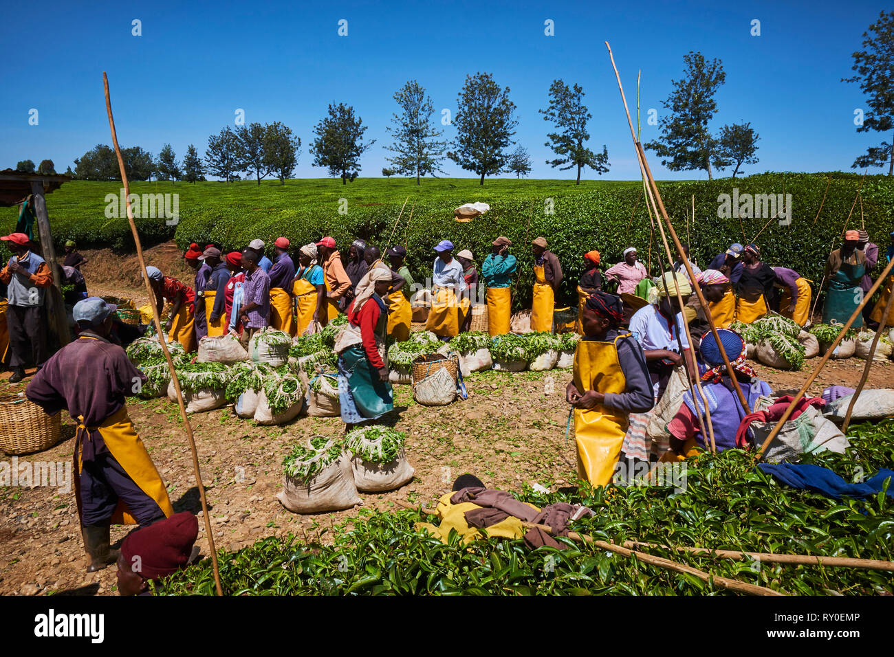 Tea plantation kericho kenya hi-res stock photography and images - Alamy