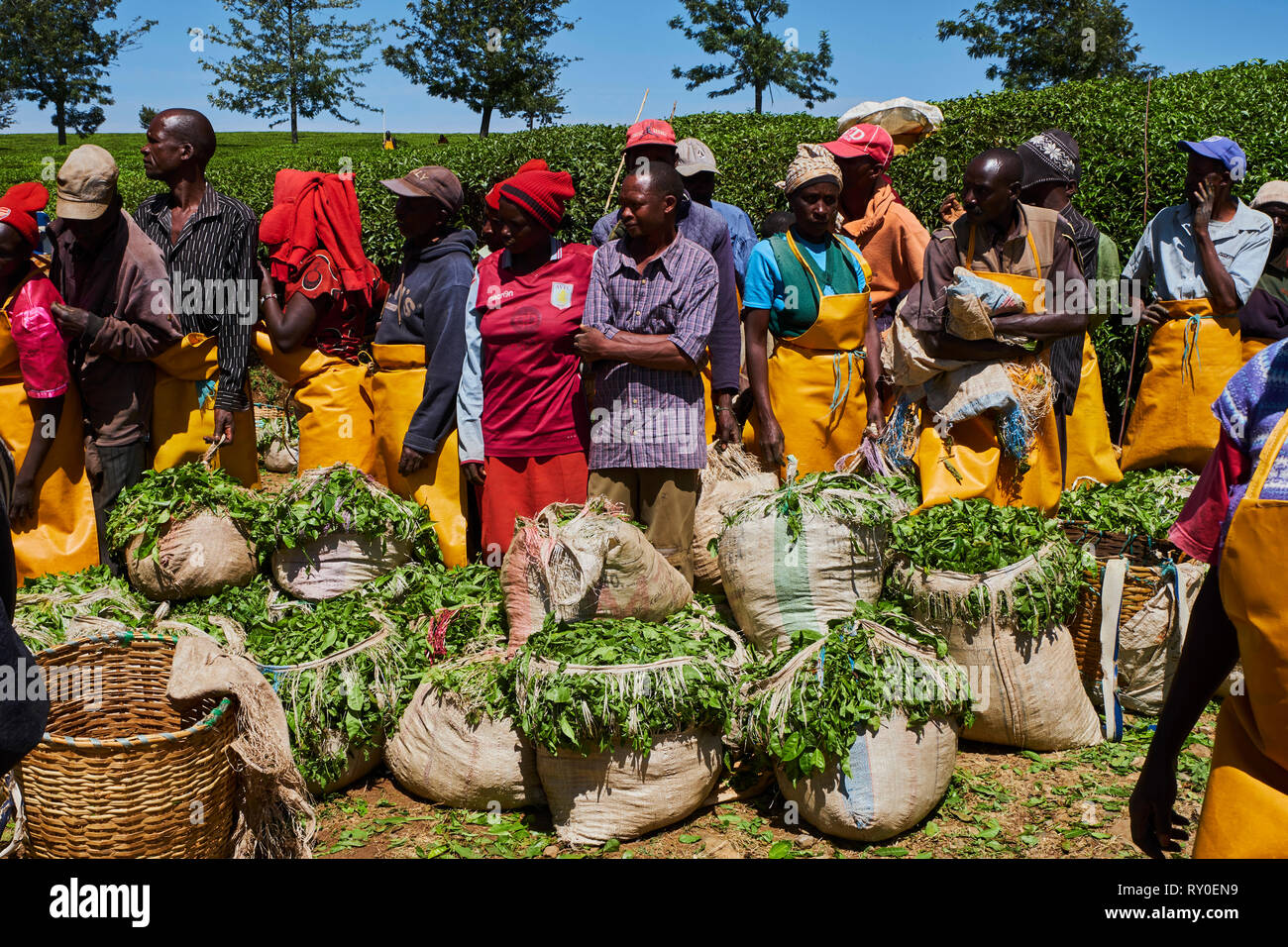 Kericho hi-res stock photography and images - Alamy