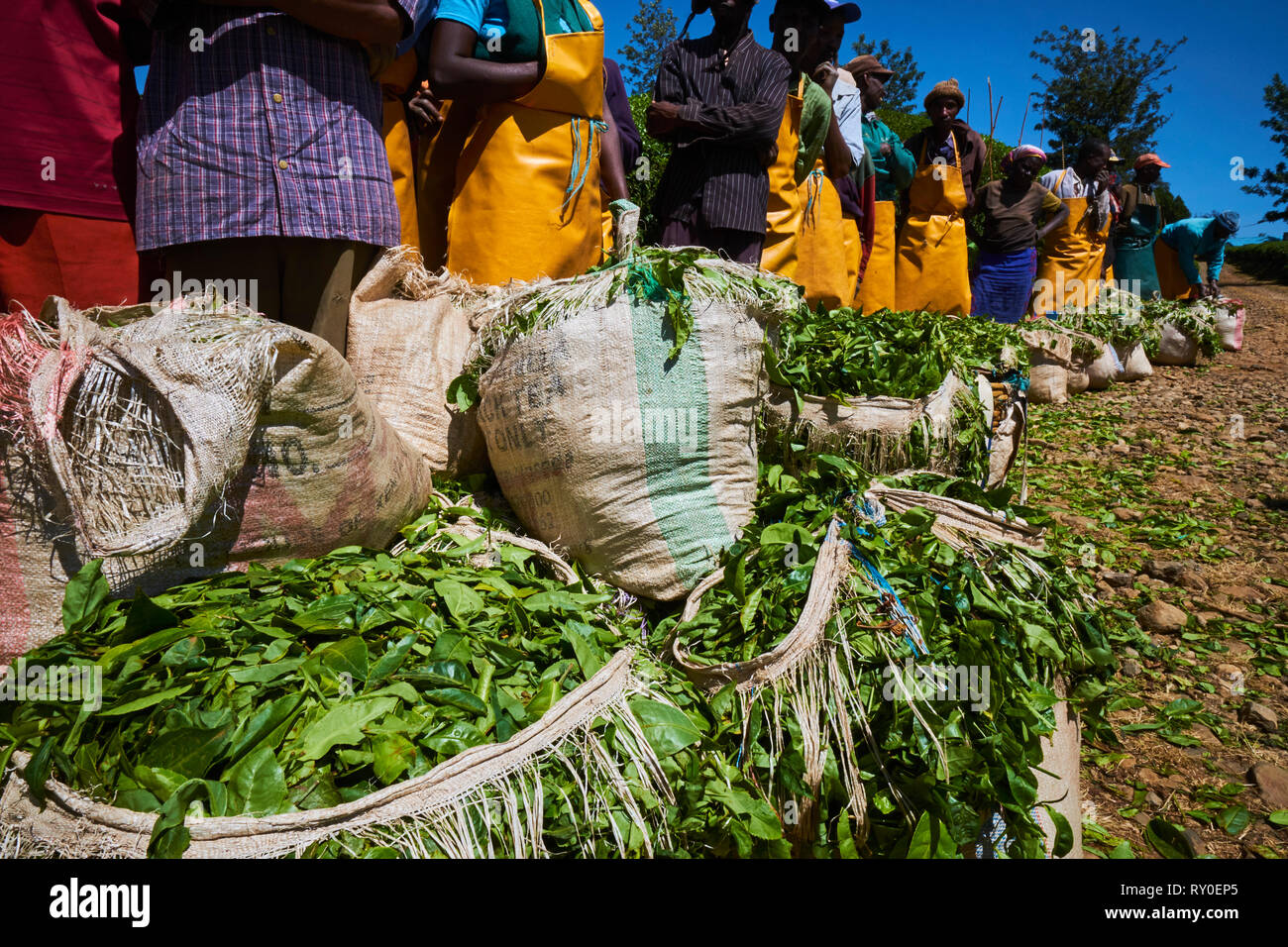 Kericho plantation hi-res stock photography and images - Alamy