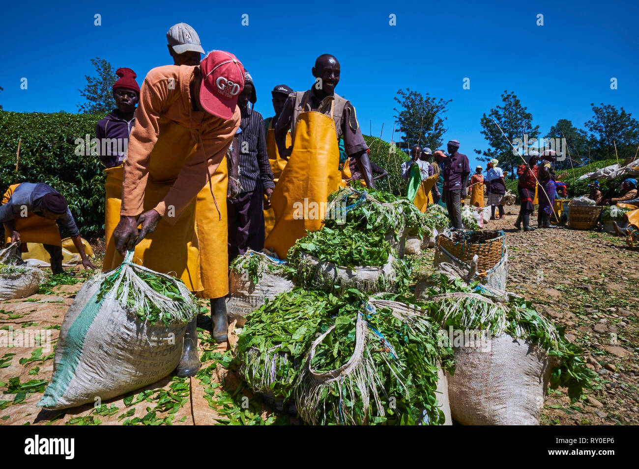Tea plantation kericho kenya hi-res stock photography and images - Alamy