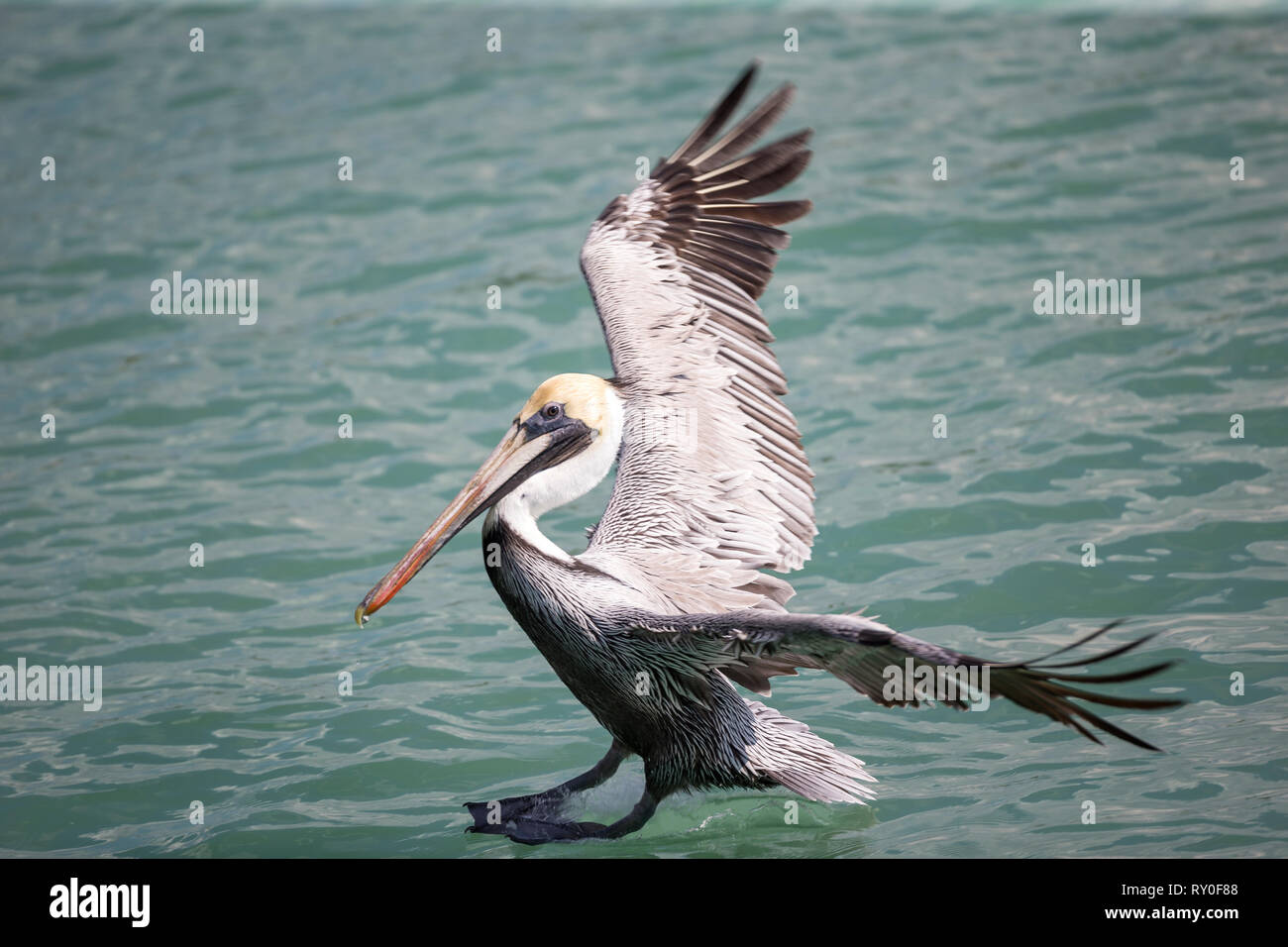 Pelikan strand hi-res stock photography and images - Alamy