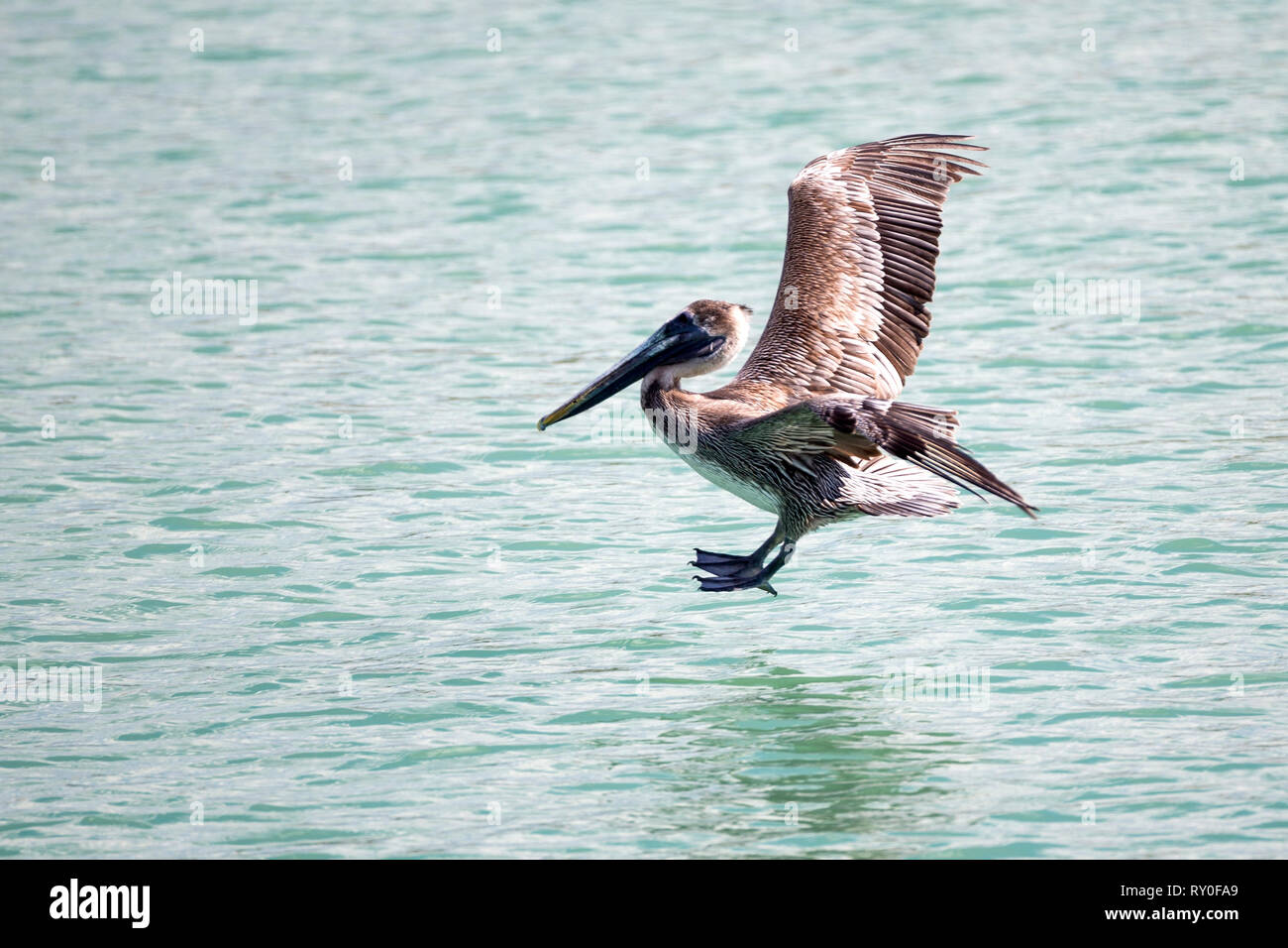 Florida pelikan beach hi-res stock photography and images - Alamy