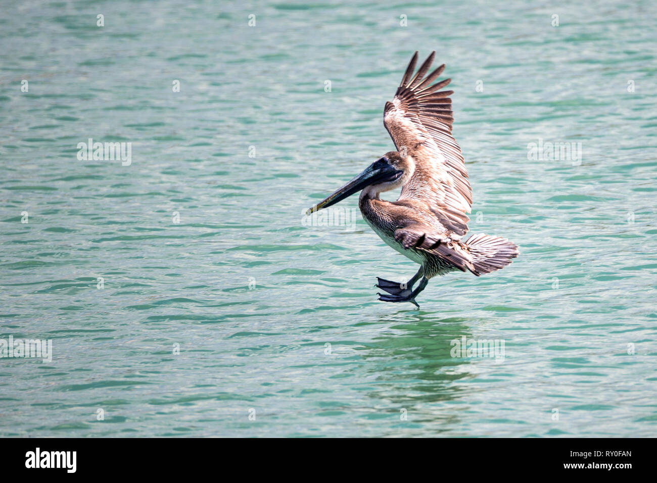 Pelikan strand hi-res stock photography and images - Alamy