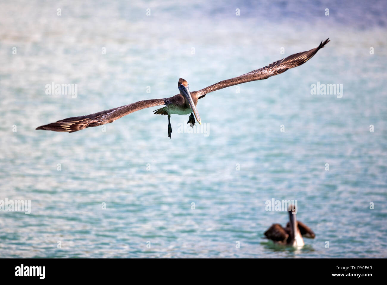Pelikan strand hi-res stock photography and images - Alamy