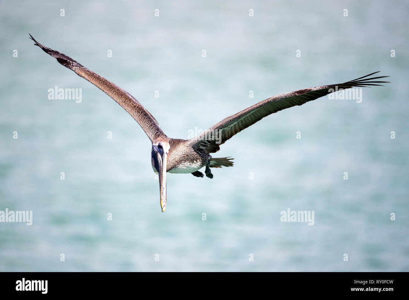 Pelikan strand hi-res stock photography and images - Alamy