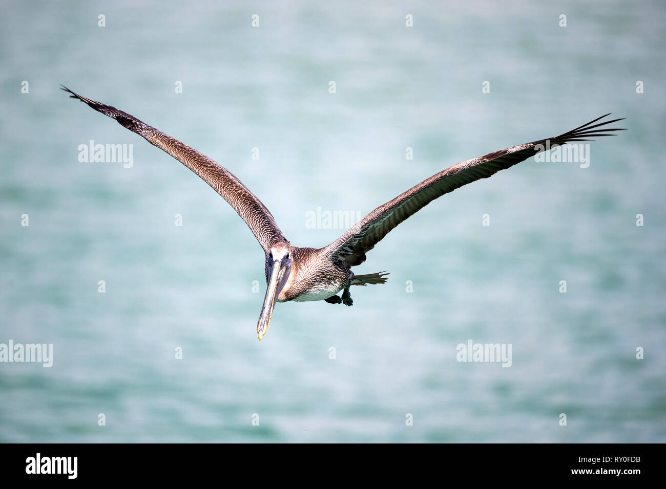 Pelikan strand hi-res stock photography and images - Alamy