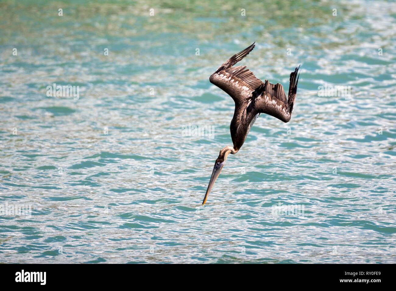 Pelikan hi-res stock photography and images - Alamy