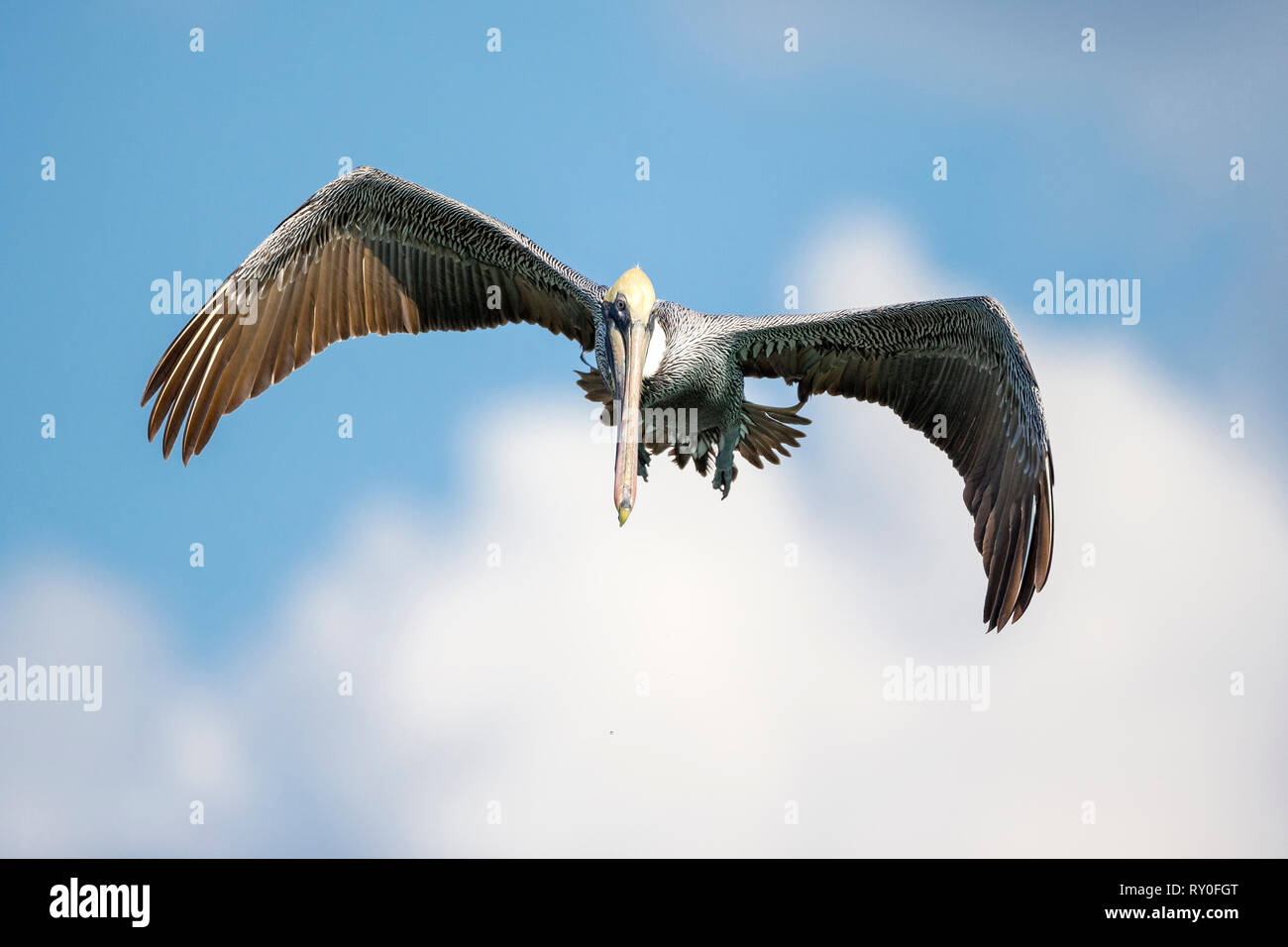 Pelikan strand hi-res stock photography and images - Alamy