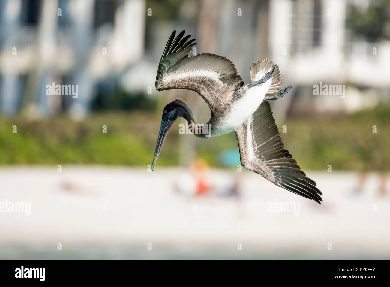 Pelikan strand hi-res stock photography and images - Alamy
