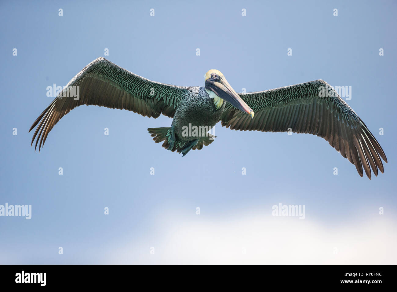 Pelikan strand hi-res stock photography and images - Alamy