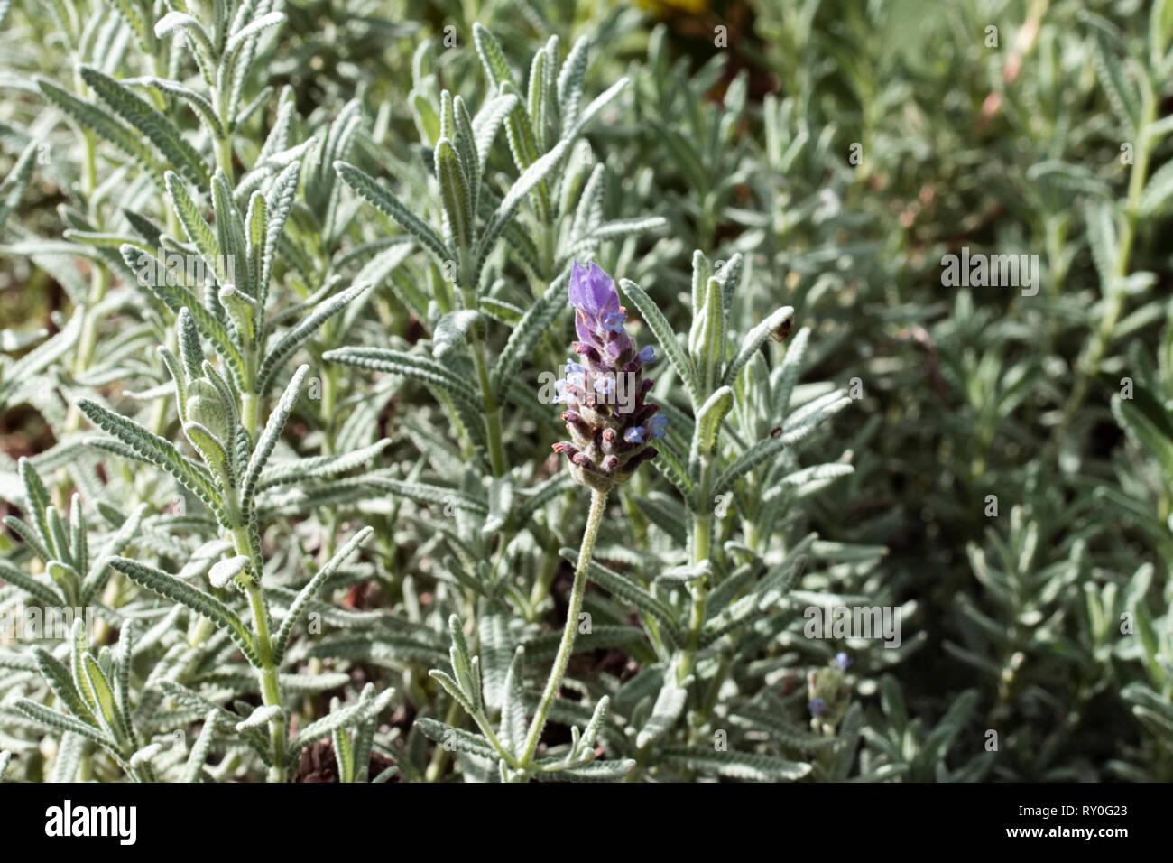 Single lavender flower hi-res stock photography and images - Alamy