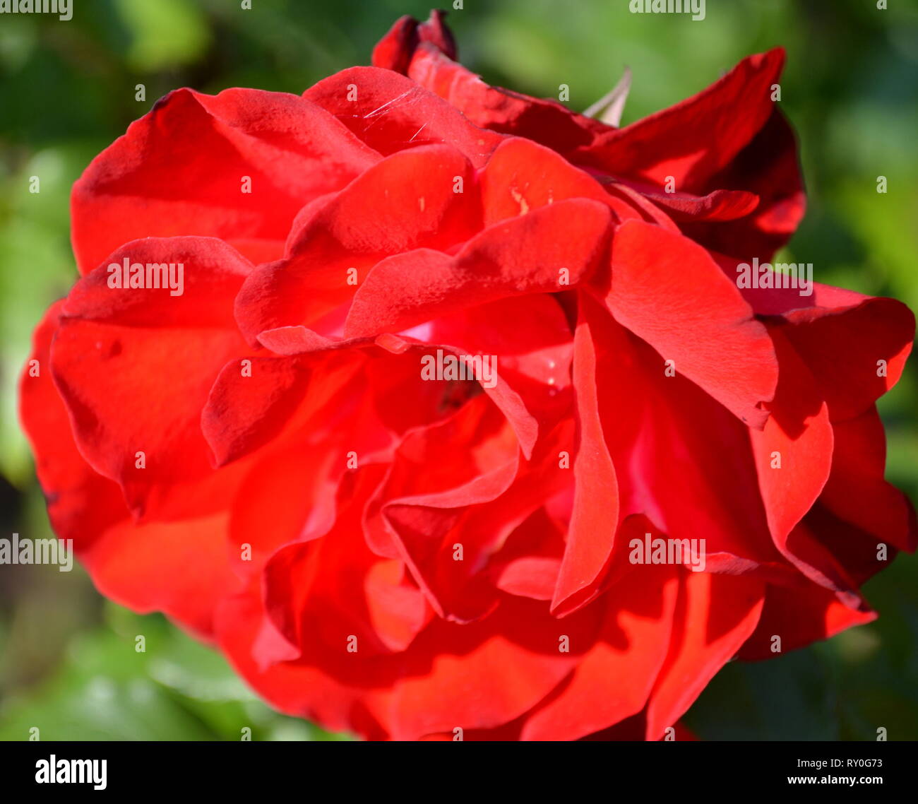 Outdoor beauties hi-res stock photography and images - Alamy