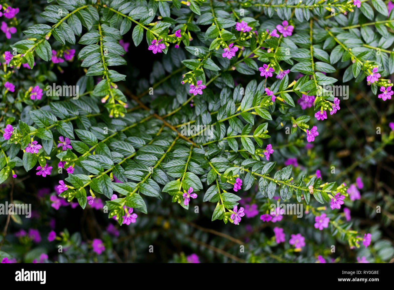 Beautiful little pink purple flowers hi-res stock photography and ...