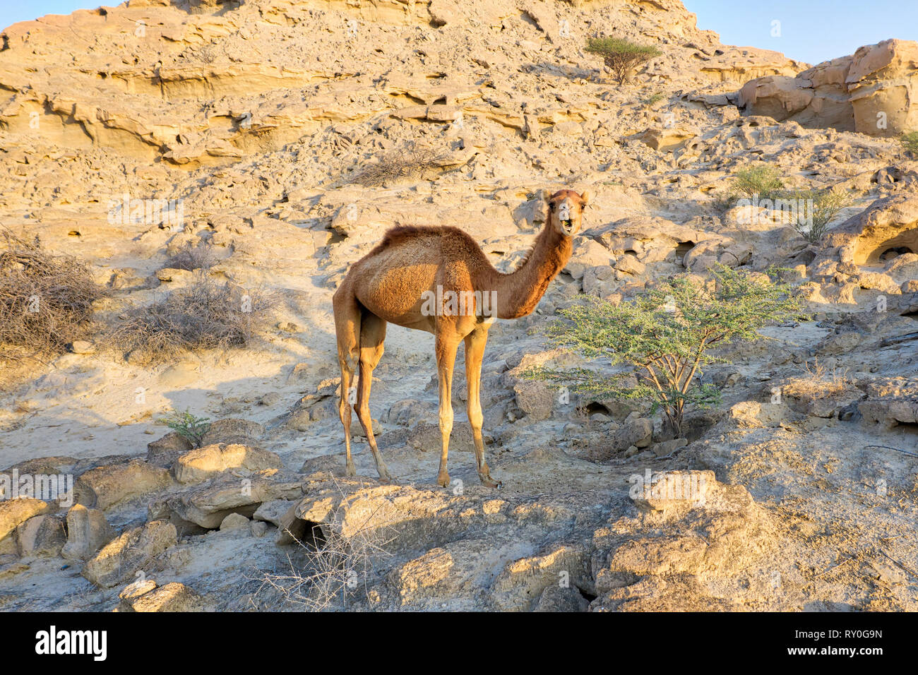 Camel qeshm iran hi-res stock photography and images - Alamy
