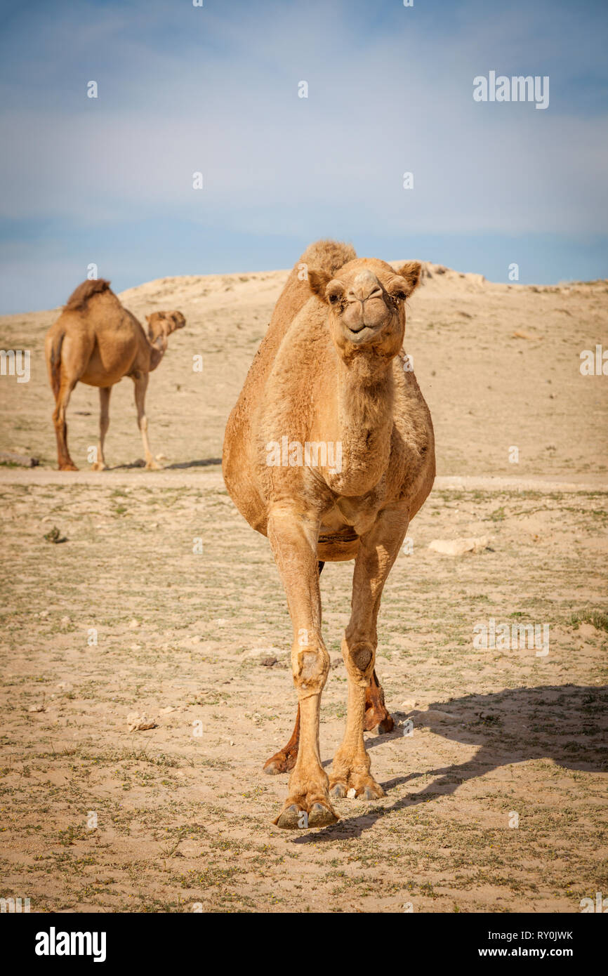 Kuwait camel hi-res stock photography and images - Alamy