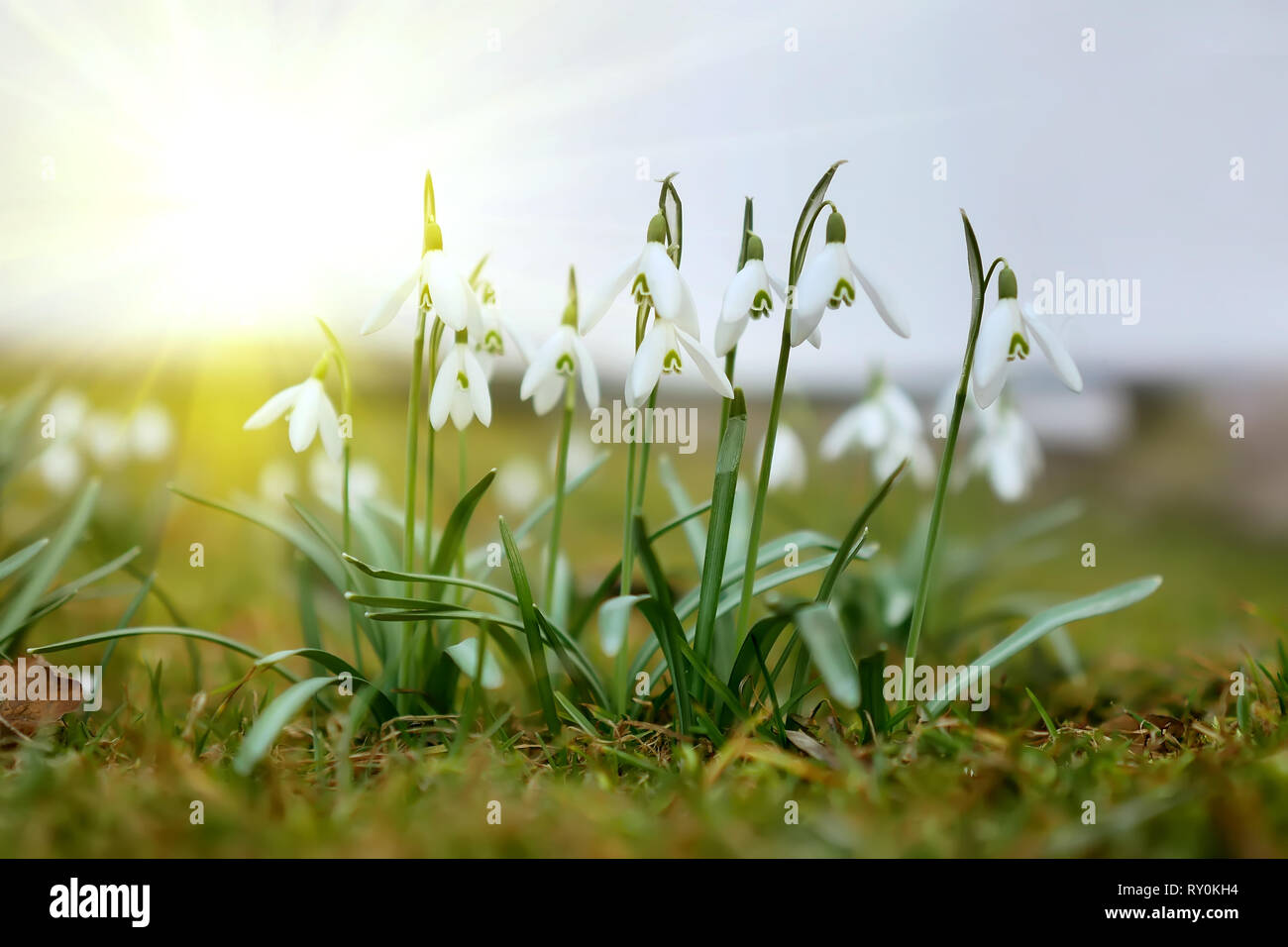 the first spring flowers in the sun Stock Photo - Alamy