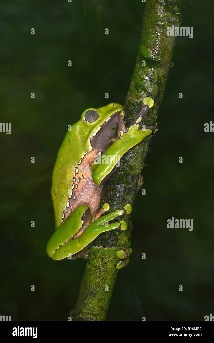 Giant Waxy Monkey Frog (Phyllomedusa bicolor) clinging to small branch ...