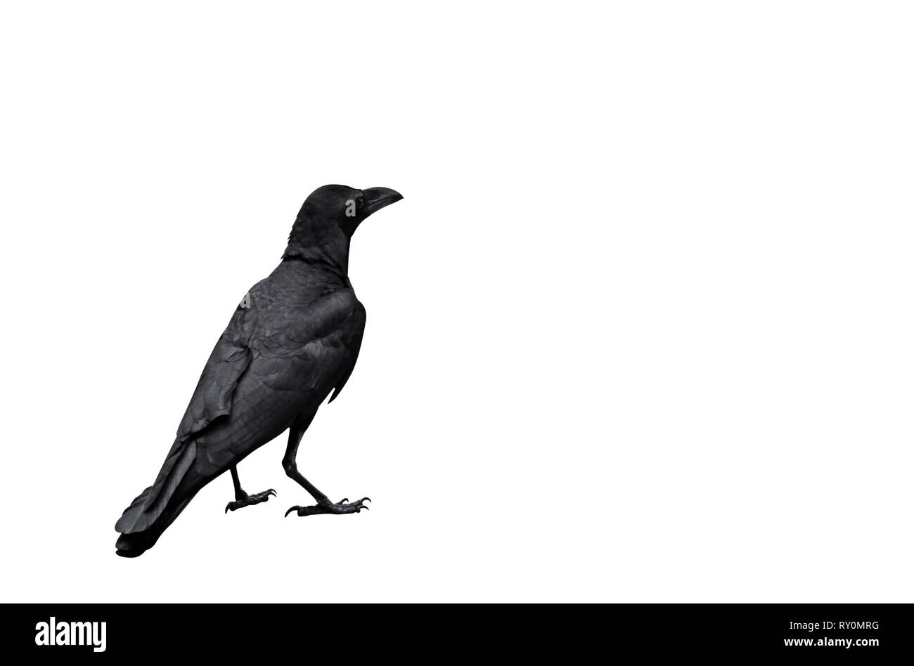 Beautiful crow Cut Out Stock Images & Pictures - Alamy