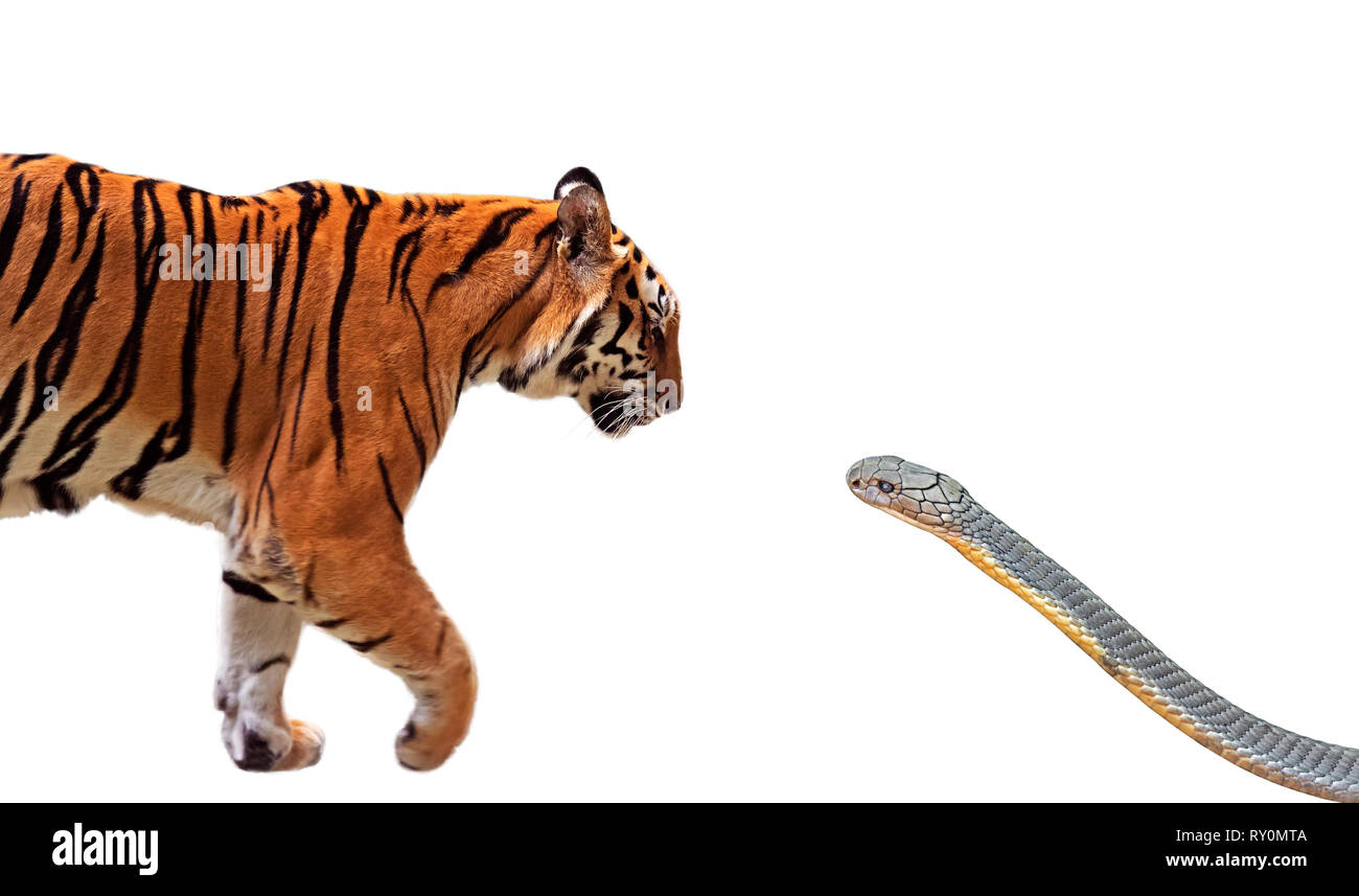Closeup Bengal Tiger and King Cobra Prepare to Attack Each Other ...