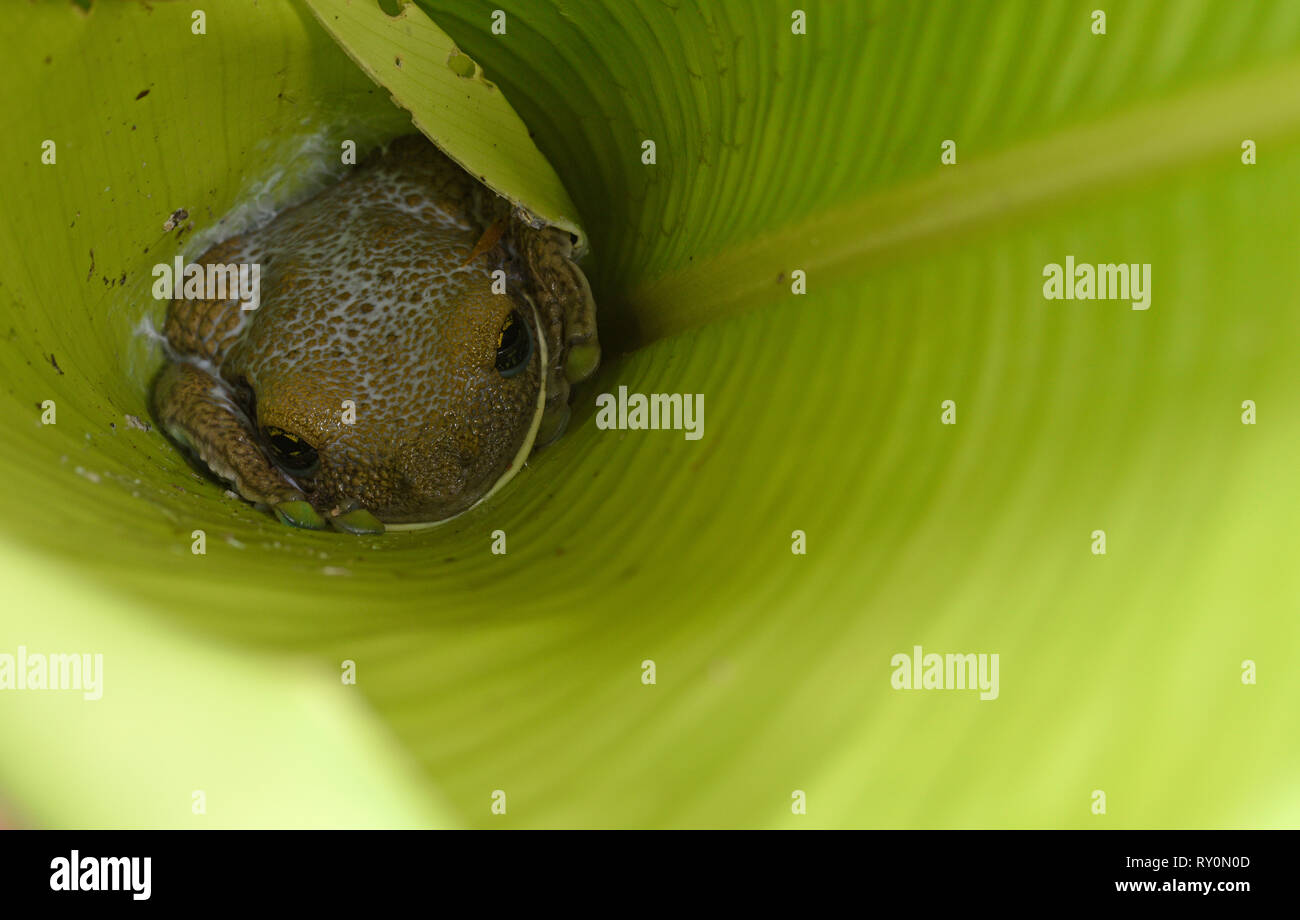 Curled up frog hi-res stock photography and images - Alamy