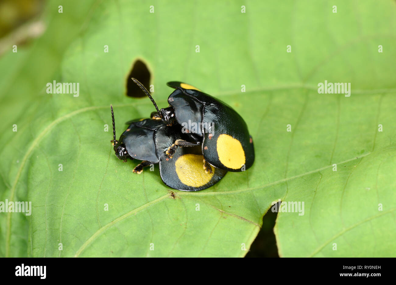 Yellow tortoise beetle hi-res stock photography and images - Alamy