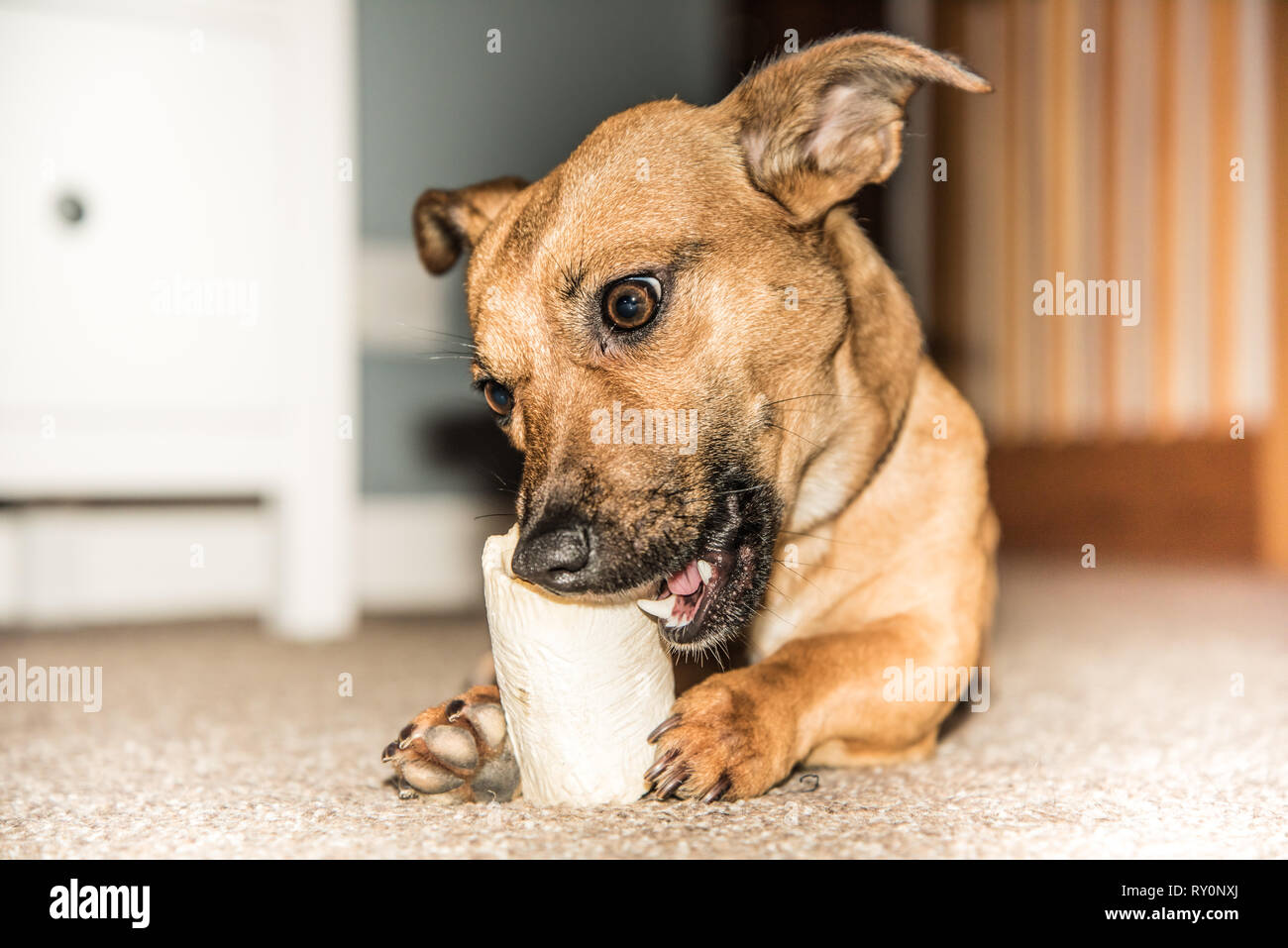 Why Is My Dog Suddenly Hungry