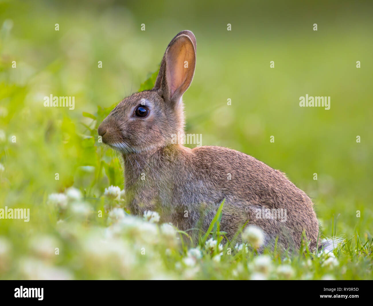 White rabbits with flowers hi-res stock photography and images - Alamy