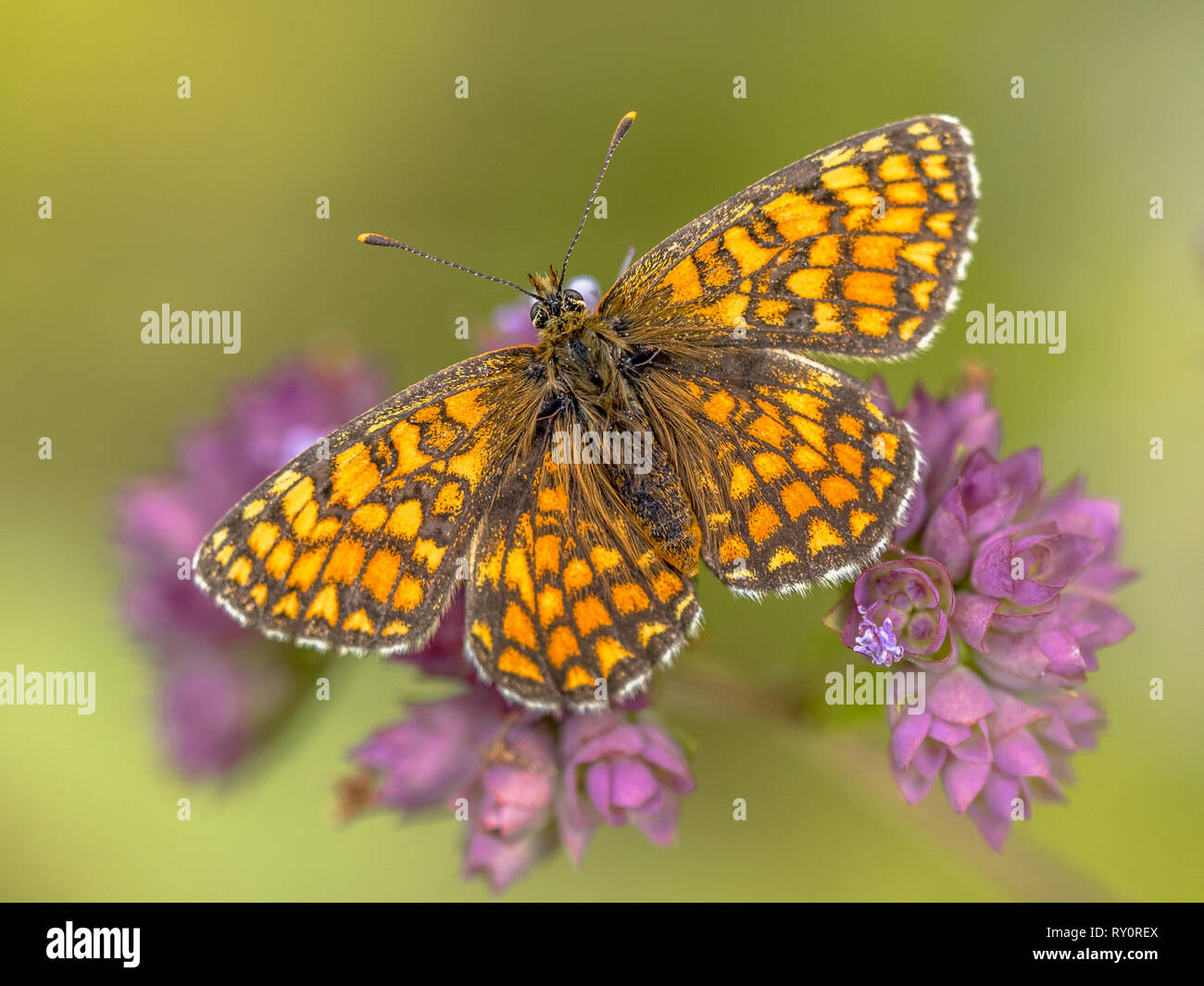 Meadow fritillary (Melitaea parthenoides) butterfly resting on flower ...