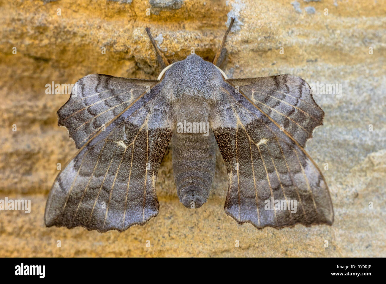 Poplar hawk-moth (Laothoe populi) large moth butterfly resting on wall ...