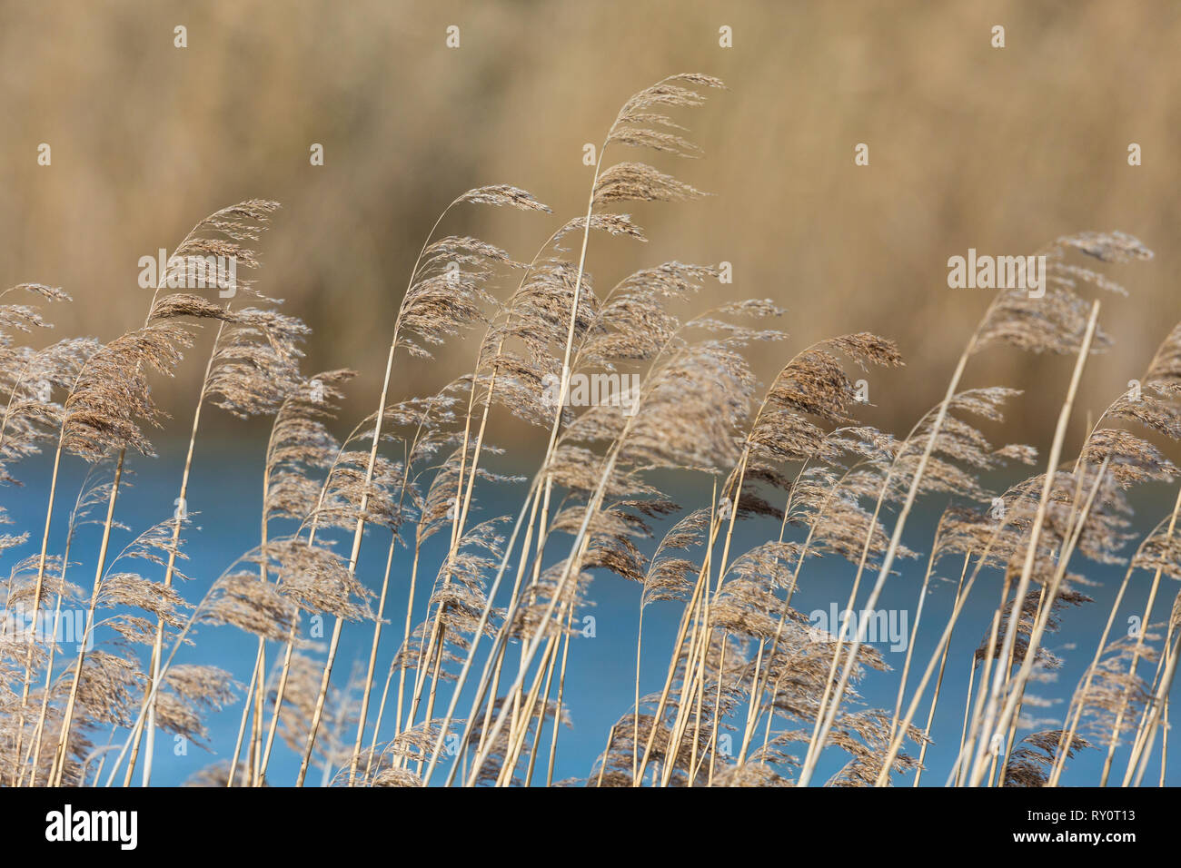 several natural reed panicles, reed belt and blue water in sunshine ...