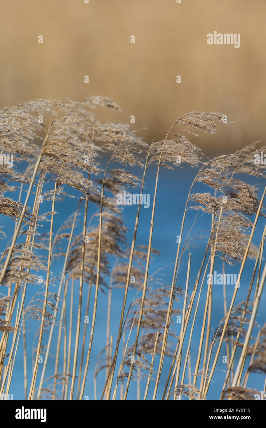 many natural panicles, reed belt, blue water, sunshine Stock Photo - Alamy